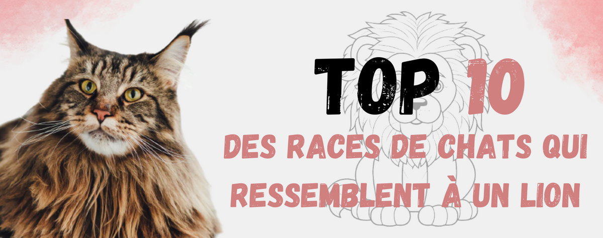 10 races de Chats qui ressemblent à un Lion | Monde Chat